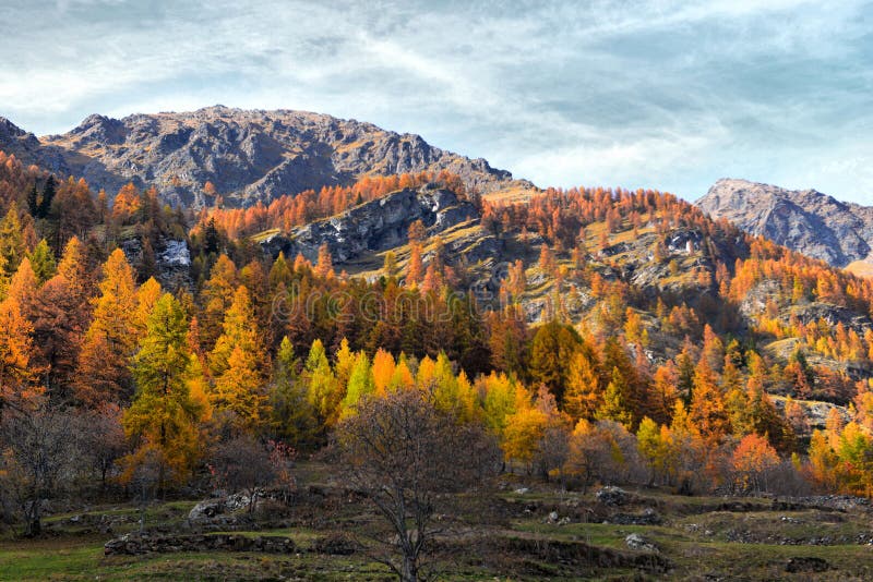 Autumn alpine panorama stock image. Image of tree, nature - 81144359