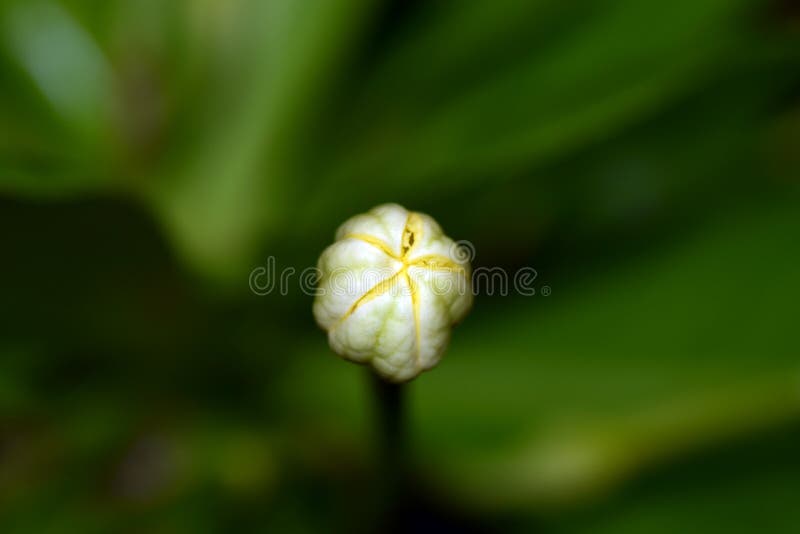 Alula in arboretum. stock photo. Image of plant, summer - 102981540