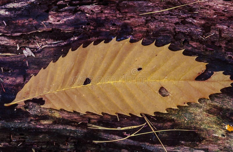 Autumn American Chestnut Leaf Stock Image - Image of chestnut, fallen ...