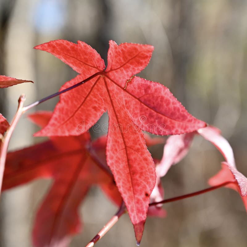 Autumn American Sweetgum Leaf Stock Photo - Image of liquidambar ...