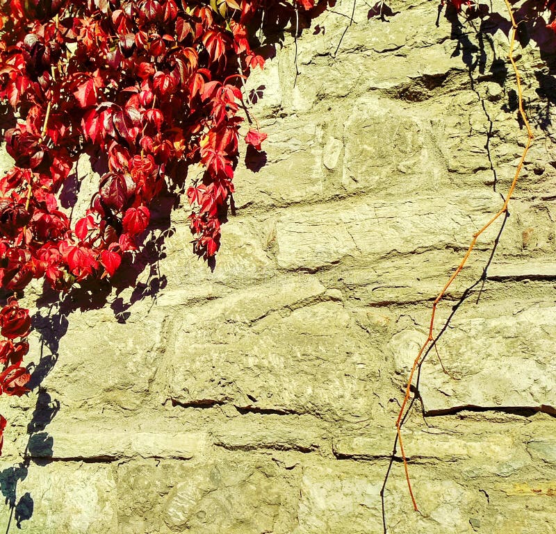 Autumn Ancient Wall Overgrown with Wild Vine Stock Photo - Image of ...