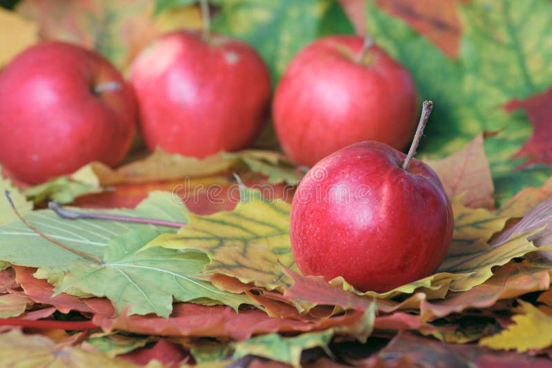 Autumn apple crop stock image. Image of horizontal, freshness - 11400757