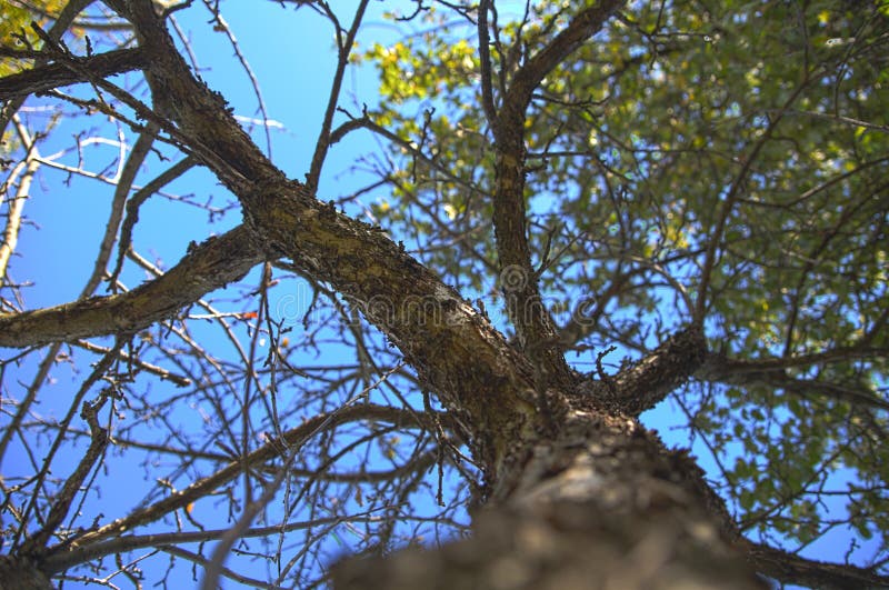 Autumn Apple Dry Tree Bottom View Stock Photo - Image of view, nature ...