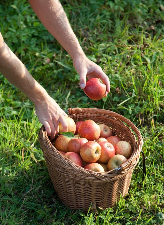 Autumn apple harvest stock image. Image of nature, fresh - 11330683