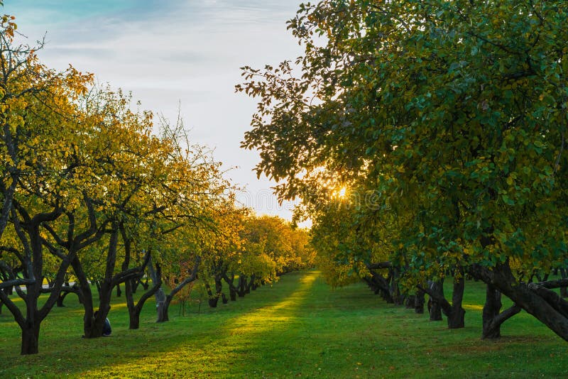 Autumn Apple Orchard at Sunset. Autumn Landscape Stock Photo - Image of ...