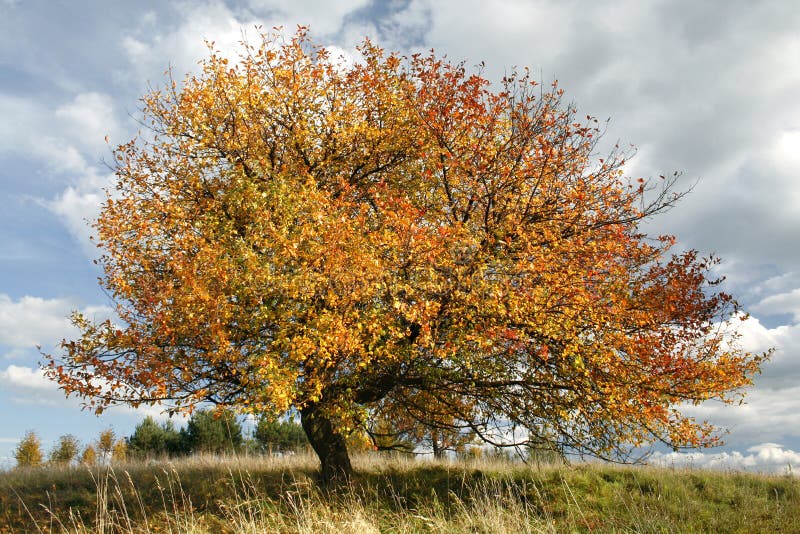 Autumn apple-tree stock photo. Image of fall, aging, autumnal - 9435944