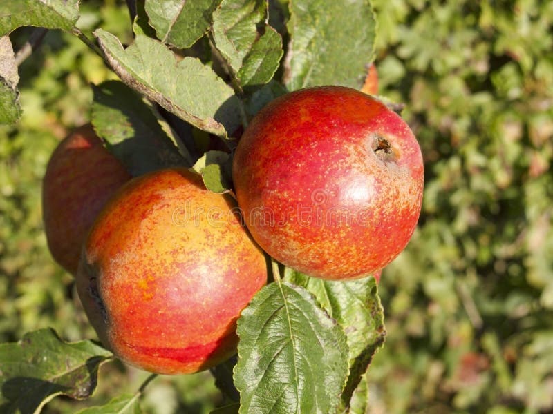 Autumn apples stock image. Image of branch, apples, autumn - 11109453