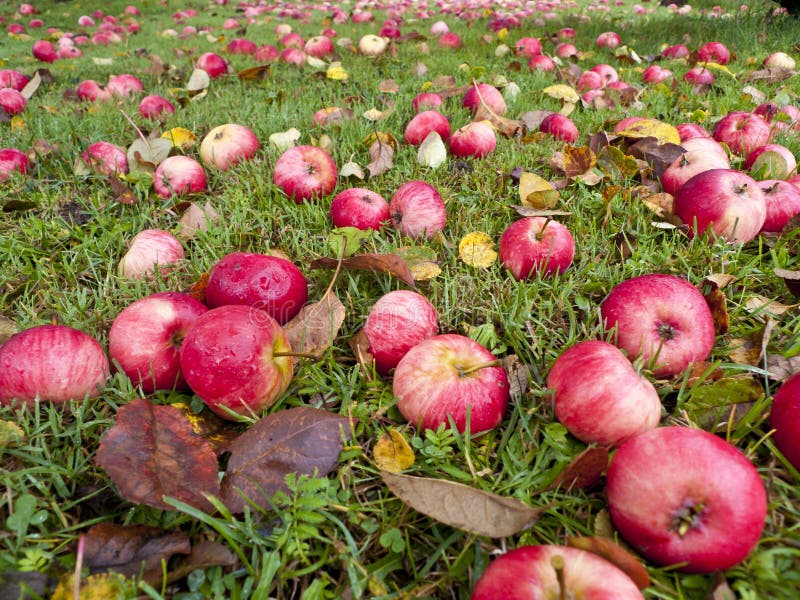Autumn Apples stock image. Image of snack, woven, picked - 16230005
