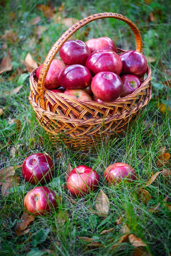 Autumn apples stock image. Image of ripe, agricultural - 34342533