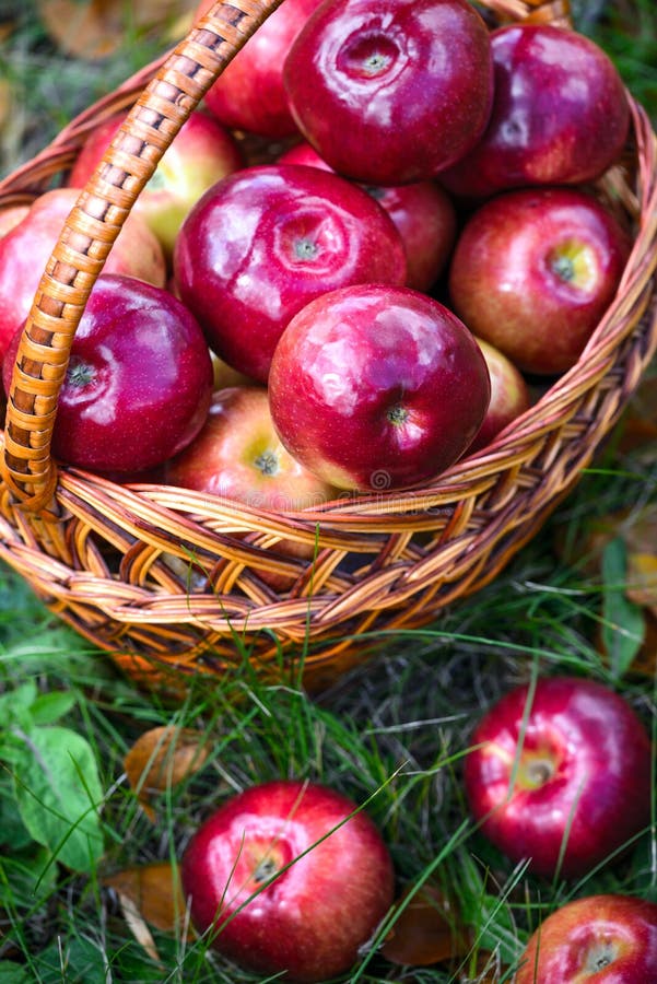 Autumn apples stock image. Image of grass, fruit, fall - 34342583