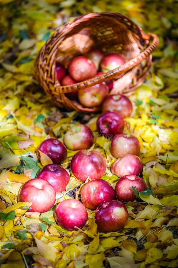 Autumn apples stock image. Image of countryside, delicious - 34343237