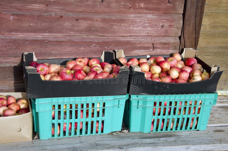Autumn apples box in farm stock image. Image of house - 38336869