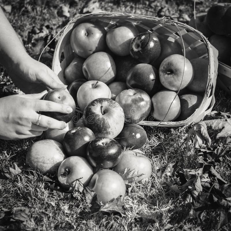 Autumn Apples Falling from a Basket Stock Image - Image of seasons ...
