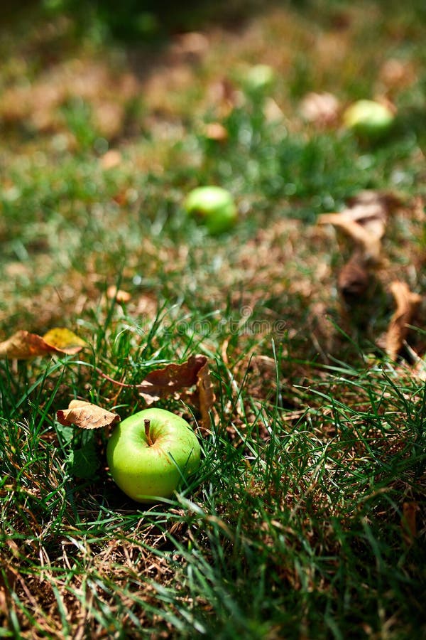 Autumn Apples on the Ground in a Garden Stock Photo - Image of fruit ...