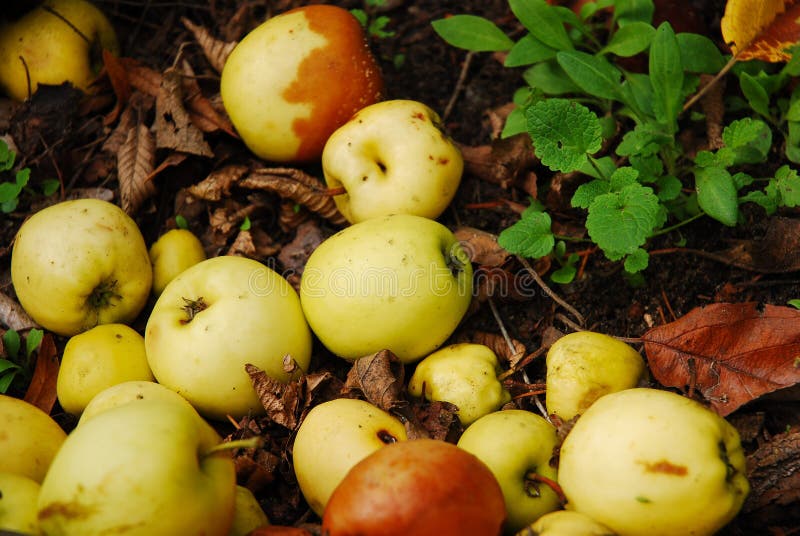 In Autumn, the Apples Have Fallen from the Tree. Whole and Rotten ...