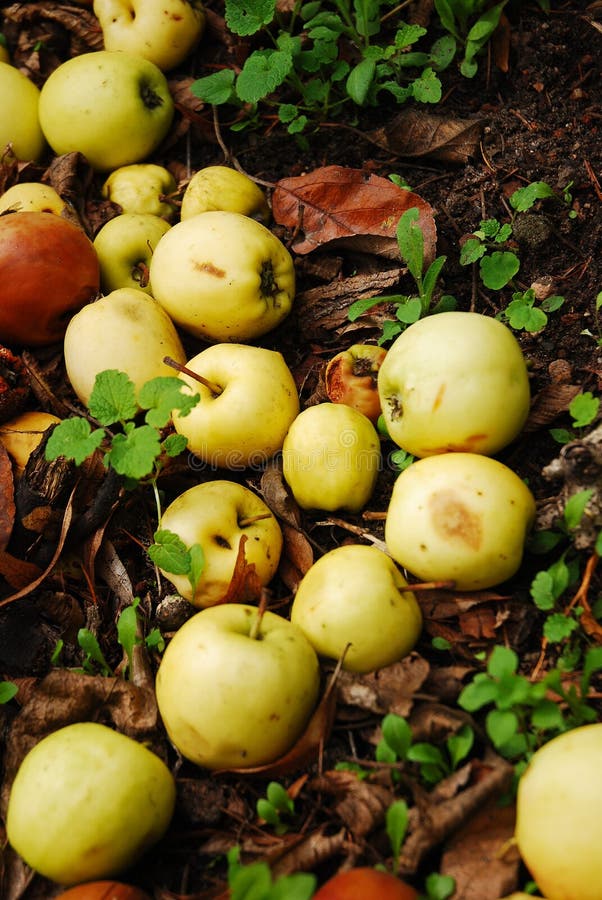 In Autumn, the Apples Have Fallen from the Tree. Whole and Rotten ...