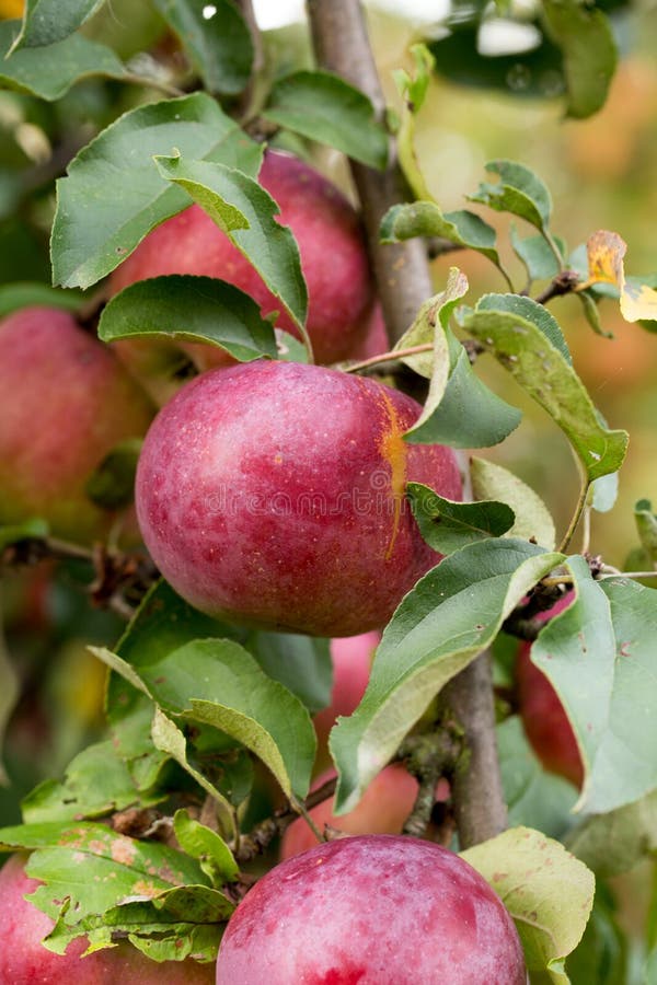 Autumn Apples of Late Varieties Stock Photo - Image of farming, juicy ...