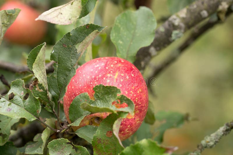 Autumn Apples of Late Varieties Stock Photo - Image of nature, autumn ...
