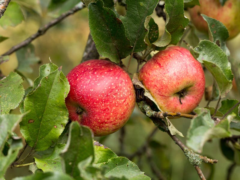 Autumn Apples of Late Varieties Stock Photo - Image of golden ...