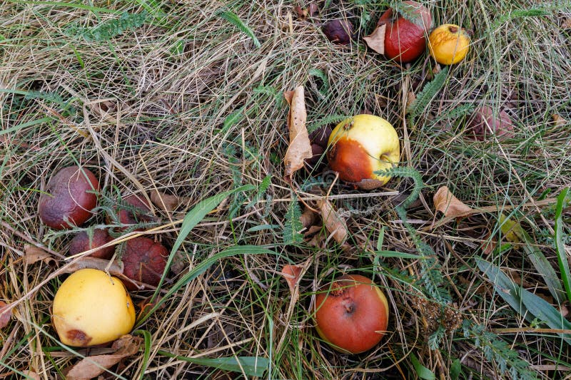 Autumn Apples are Rotting on the Grass Under the Apple Tree Stock Image ...