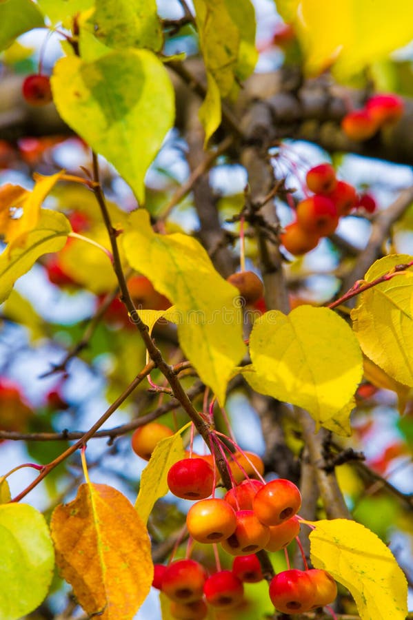 Autumn Apples. Small Apples on Autumn Tree Stock Photo - Image of ...