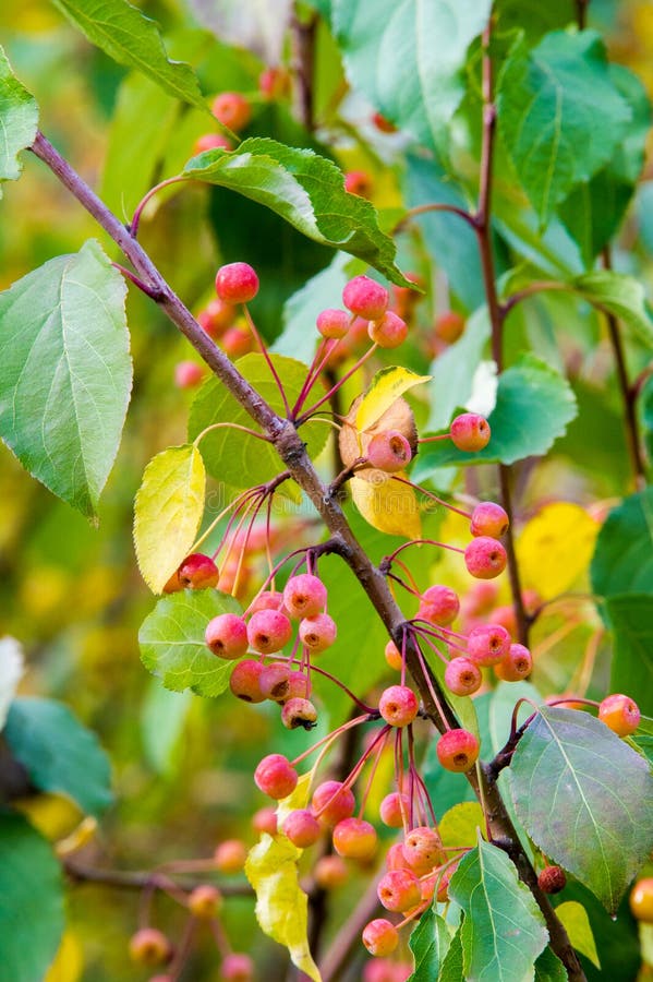 Autumn Apples. Small Apples on Autumn Tree Stock Image - Image of fall ...