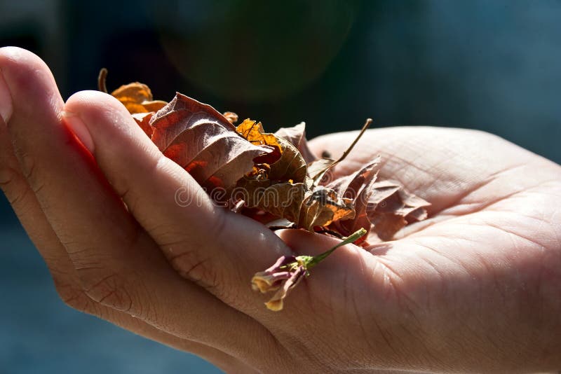 Autumn stock image. Image of flower, funeral, association - 61954465