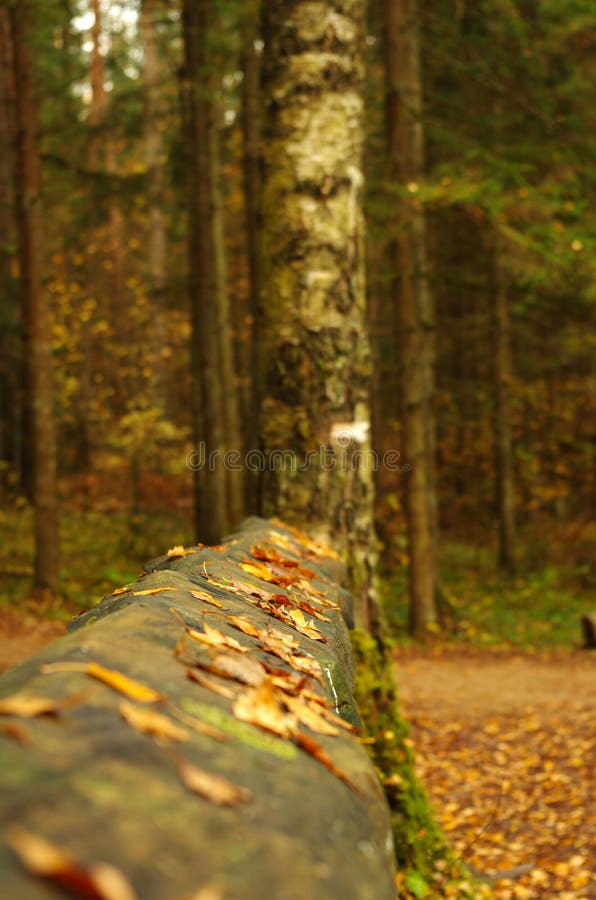 Autumn Arrival in the Forest. Board with Falling Leaves Stock Photo ...