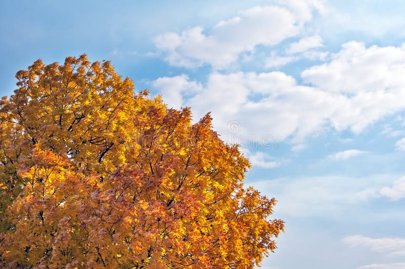 Autumn ash tree stock image. Image of leaves, bright - 57523009
