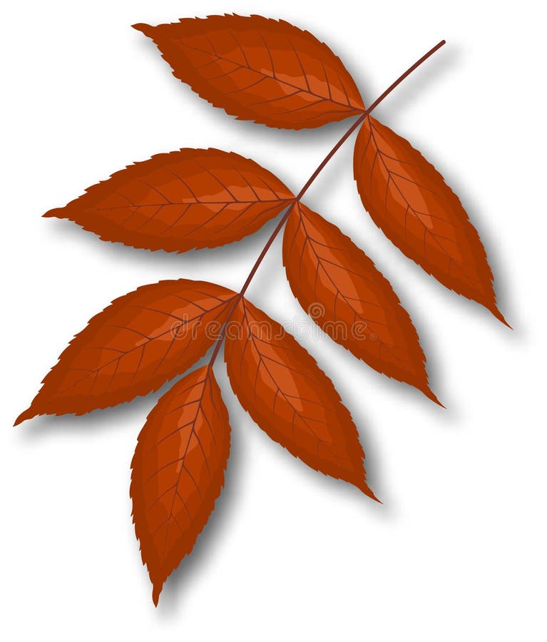 Ash-Tree Leaf stock vector. Illustration of collection - 259360699