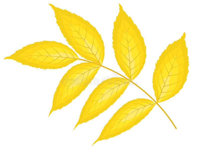 Ash-Tree Leaf stock vector. Illustration of natural - 259360659