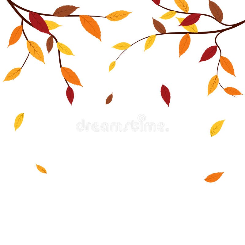 Ash-Tree Leaves Branch stock vector. Illustration of macro - 259360714