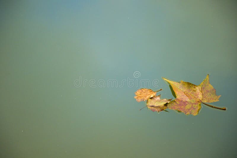 Autumn Ask-tree Leave on the Water Background, Leaf in the River Stock ...