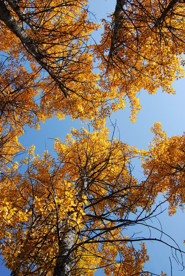 Autumn aspen leaves stock photo. Image of white, natural - 7328624