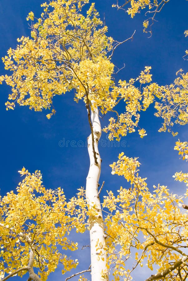 Autumn Aspen and Blue Sky stock image. Image of vertical - 15798145
