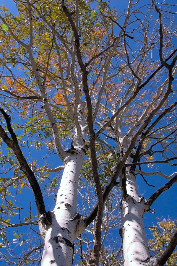 Autumn Aspen Branches stock photo. Image of autumn, mexico - 246380118