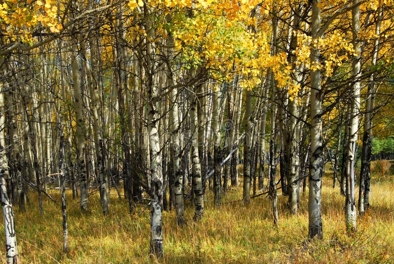 Aspen trees in Fall color stock image. Image of autumn - 2046353