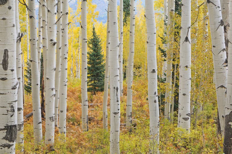 Colorful Aspen Birch Tree stock photo. Image of scenic - 6715184