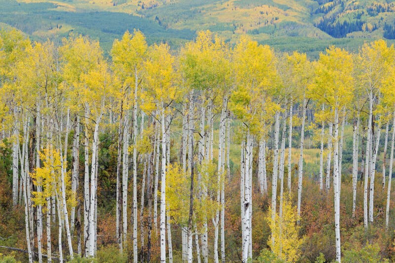 Autumn Aspen Forest stock photo. Image of fall, texture - 7145760