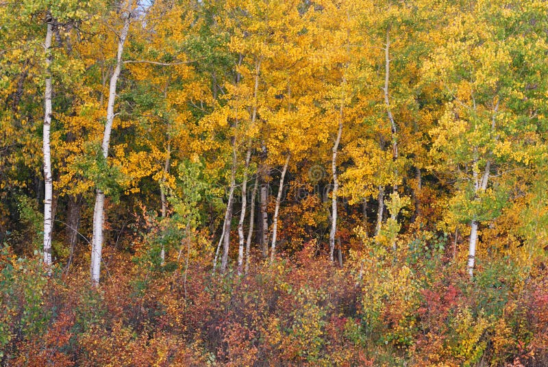 Colorful Aspen Birch Tree stock photo. Image of scenic - 6715184