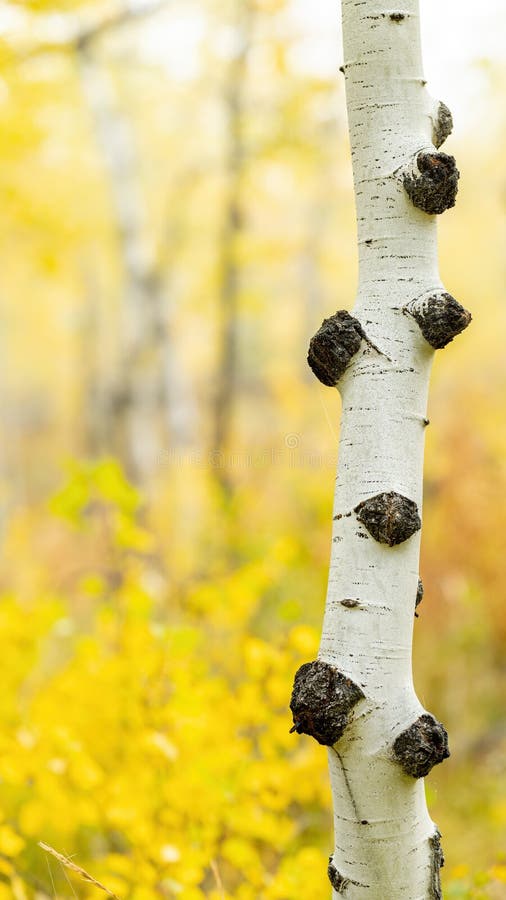 Autumn Aspen Forest Closeup of since Tree Stock Photo - Image of idaho ...
