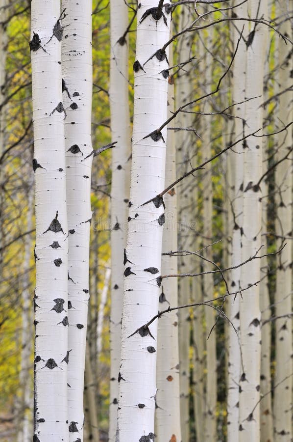 Colorful Aspen Birch Tree stock photo. Image of scenic - 6715184