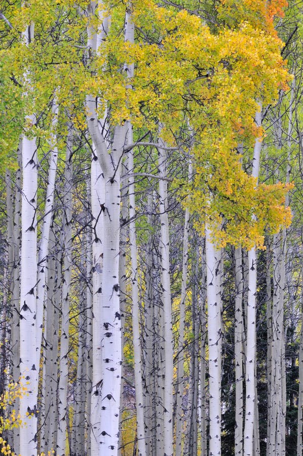 Colorful Aspen Birch Tree stock photo. Image of scenic - 6715184