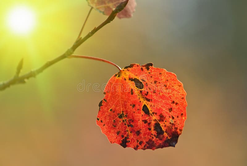 Autumn aspen leaf stock photo. Image of beauty, plant - 10221542