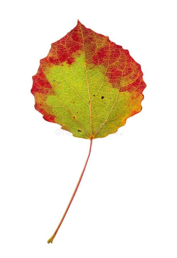 Aspen Leaf Closeup Isolated Stock Photo - Image of summer, textured ...