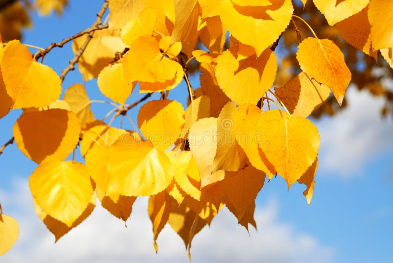 Autumn aspen leaves stock photo. Image of white, natural - 7328624