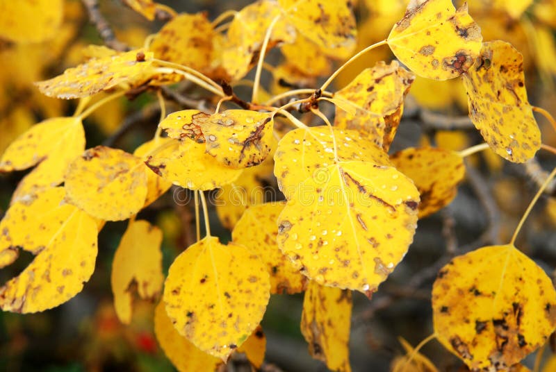 Autumn aspen leaves stock photo. Image of white, natural - 7328624
