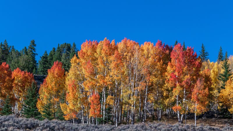 Aspen Forest and Mountain Views Stock Photo - Image of autumn, trees ...