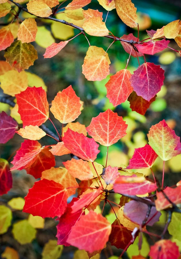 Autumn aspen tree stock image. Image of green, leaves - 27410423