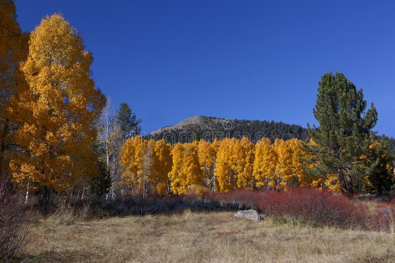Red Aspen Leaves stock photo. Image of forest, yellow - 25881934